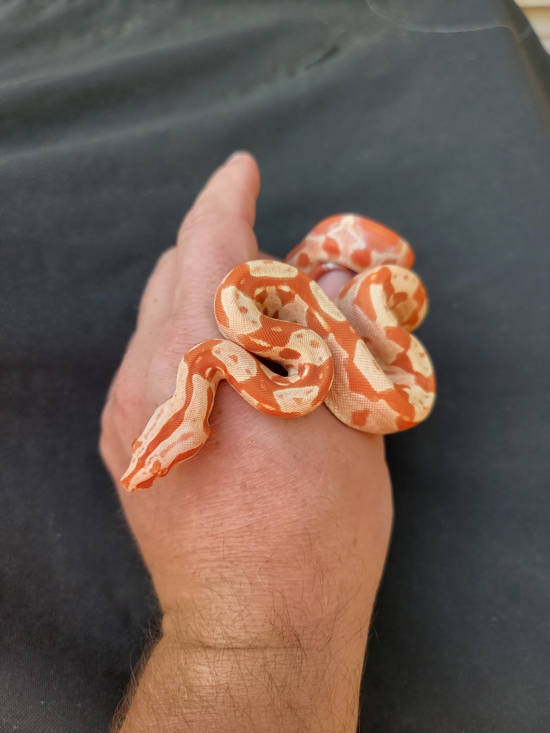 IMG Lipstick Sunglow Boa Constrictor by BKL Boas - MorphMarket
