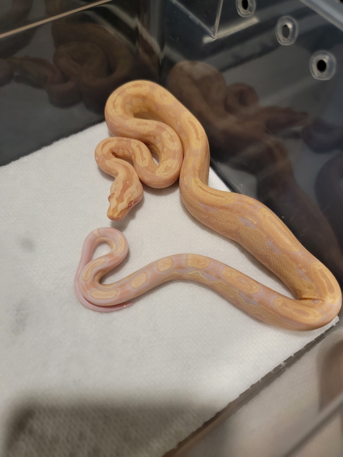 2023 Male Albino IMG Arab Boa Constrictor by BKL Boas - MorphMarket