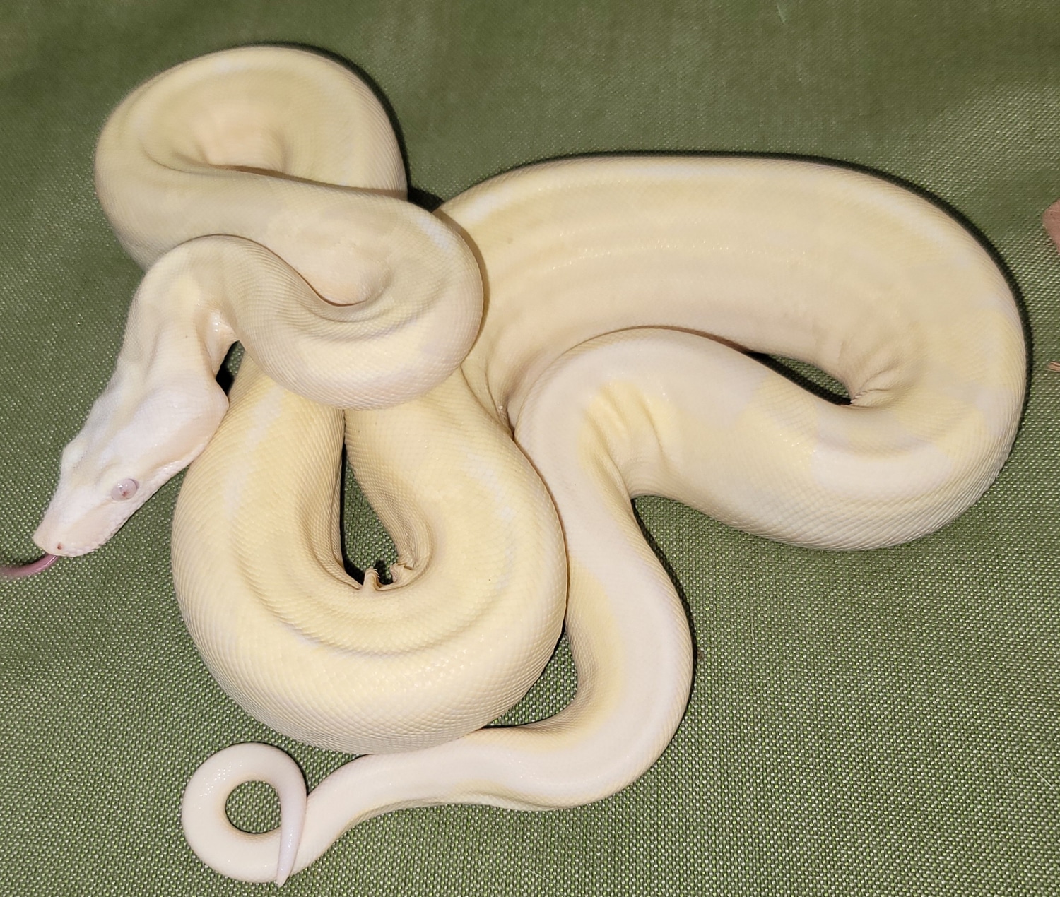 Motely Moonglow Boa Constrictor by Jays exotics - MorphMarket