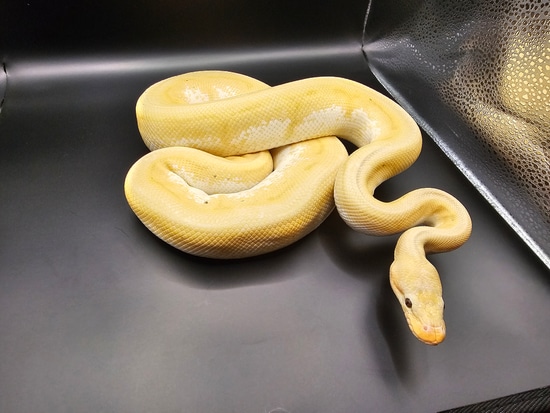 Proven Breeder Motley Bee Coral Glow Ball Python by Transcendent Genetix