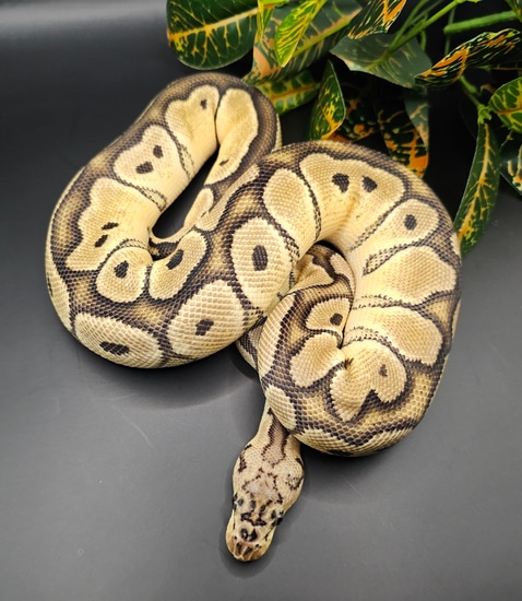 Pastel Clown Pos YB/RS Ball Python by Transcendent Genetix