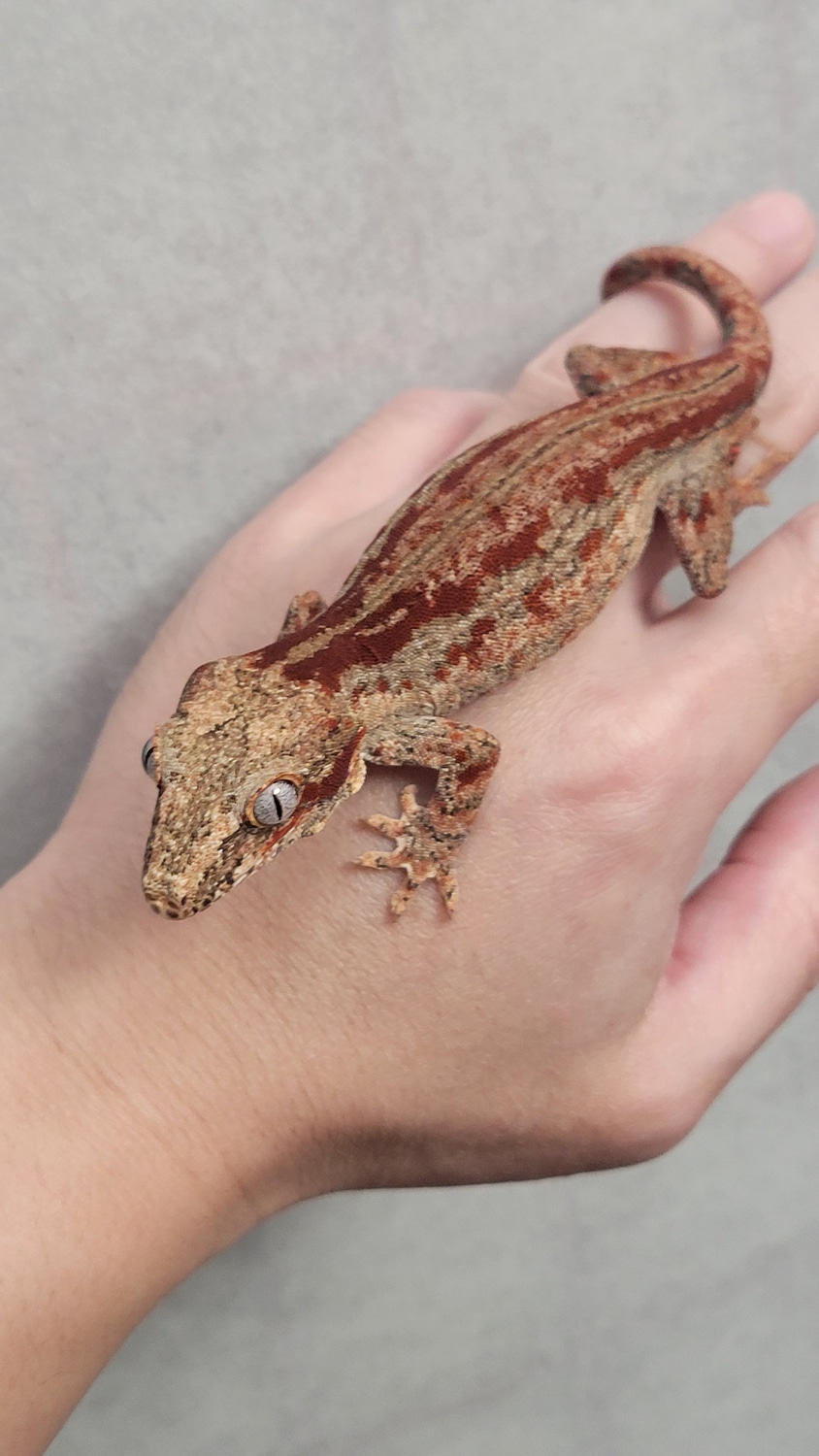 Red Gargoyle Gecko by Transreptilia - MorphMarket