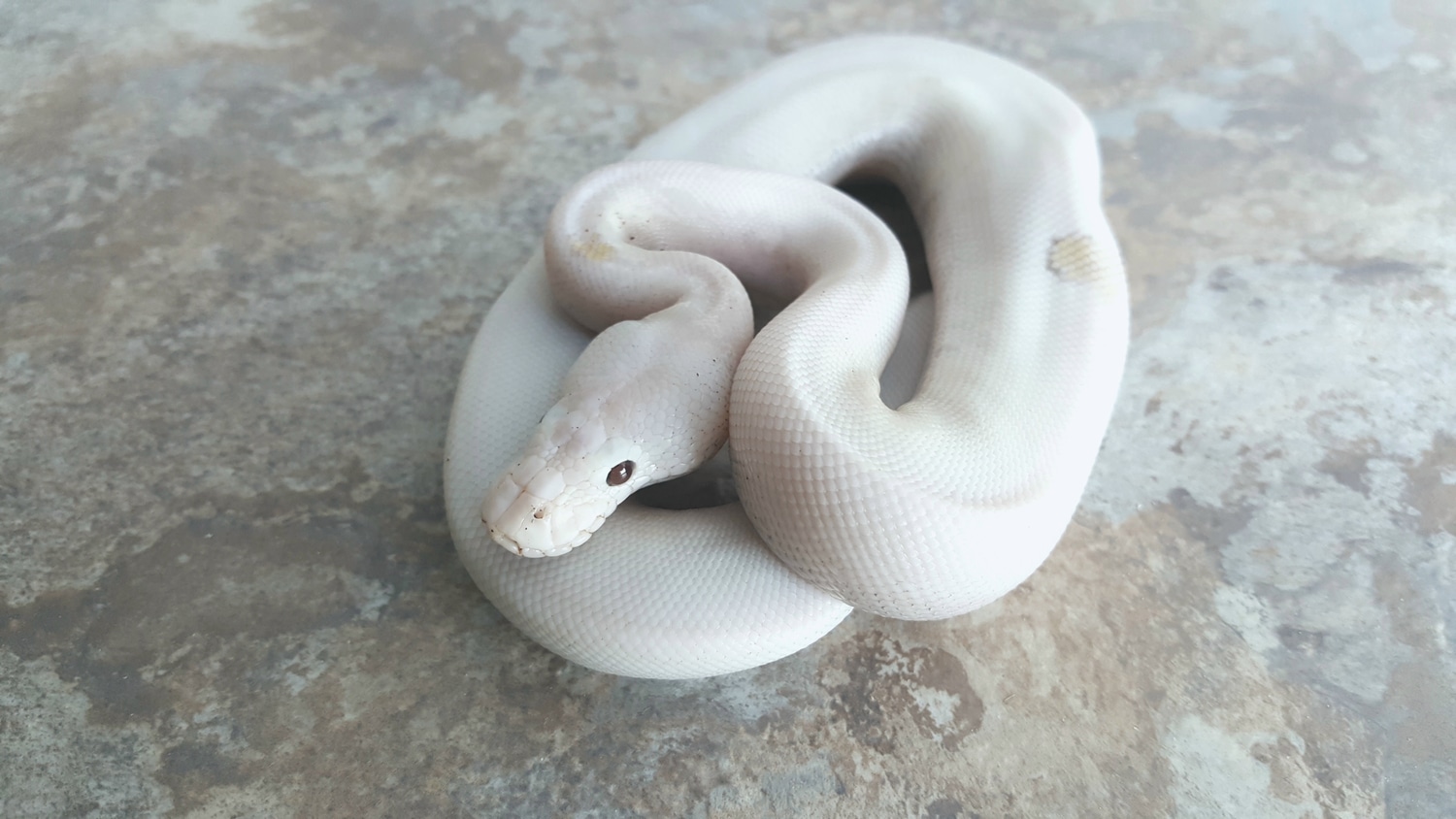 Lesser Piebald Poss Yellow Belly Ball Python by Royal Obsession ...