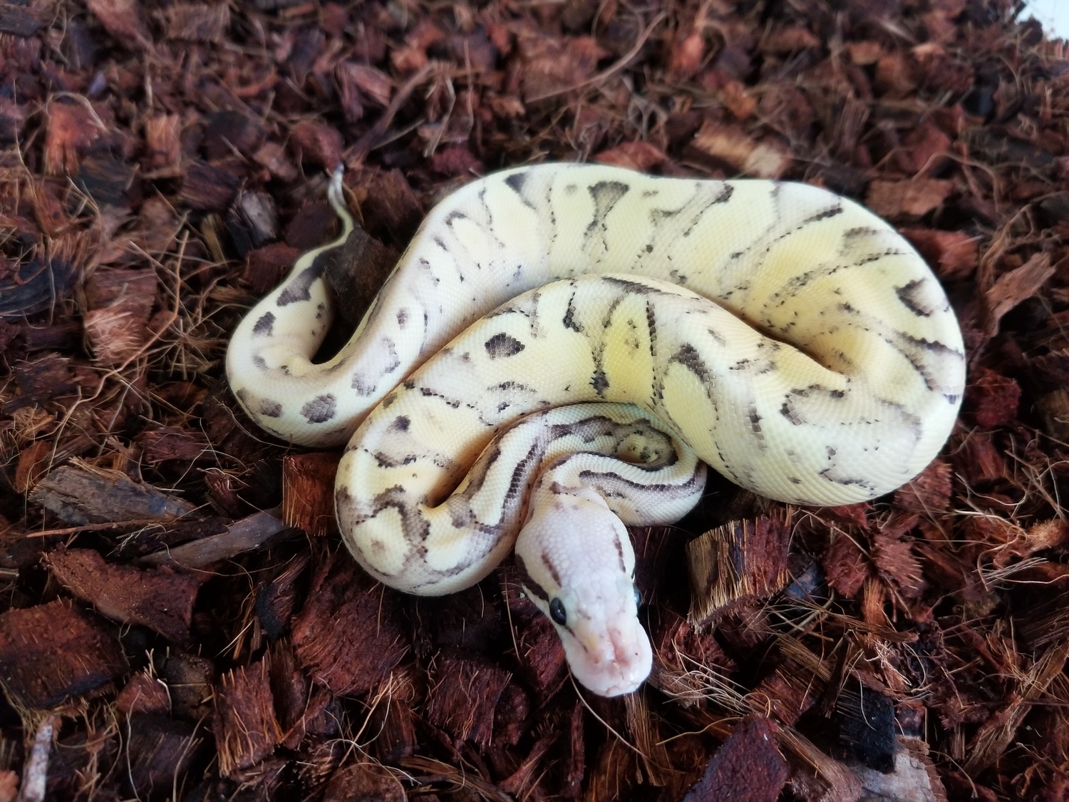Vanilla Scream Ball Python by Royal Obsession - MorphMarket