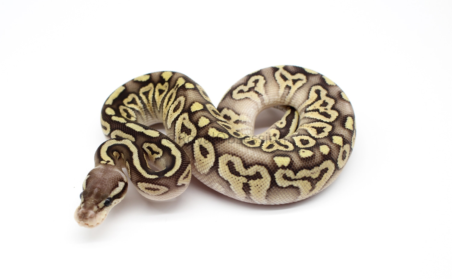 Super Pastel Mojave Het Ultramel Ball Python by Royal Obsession ...