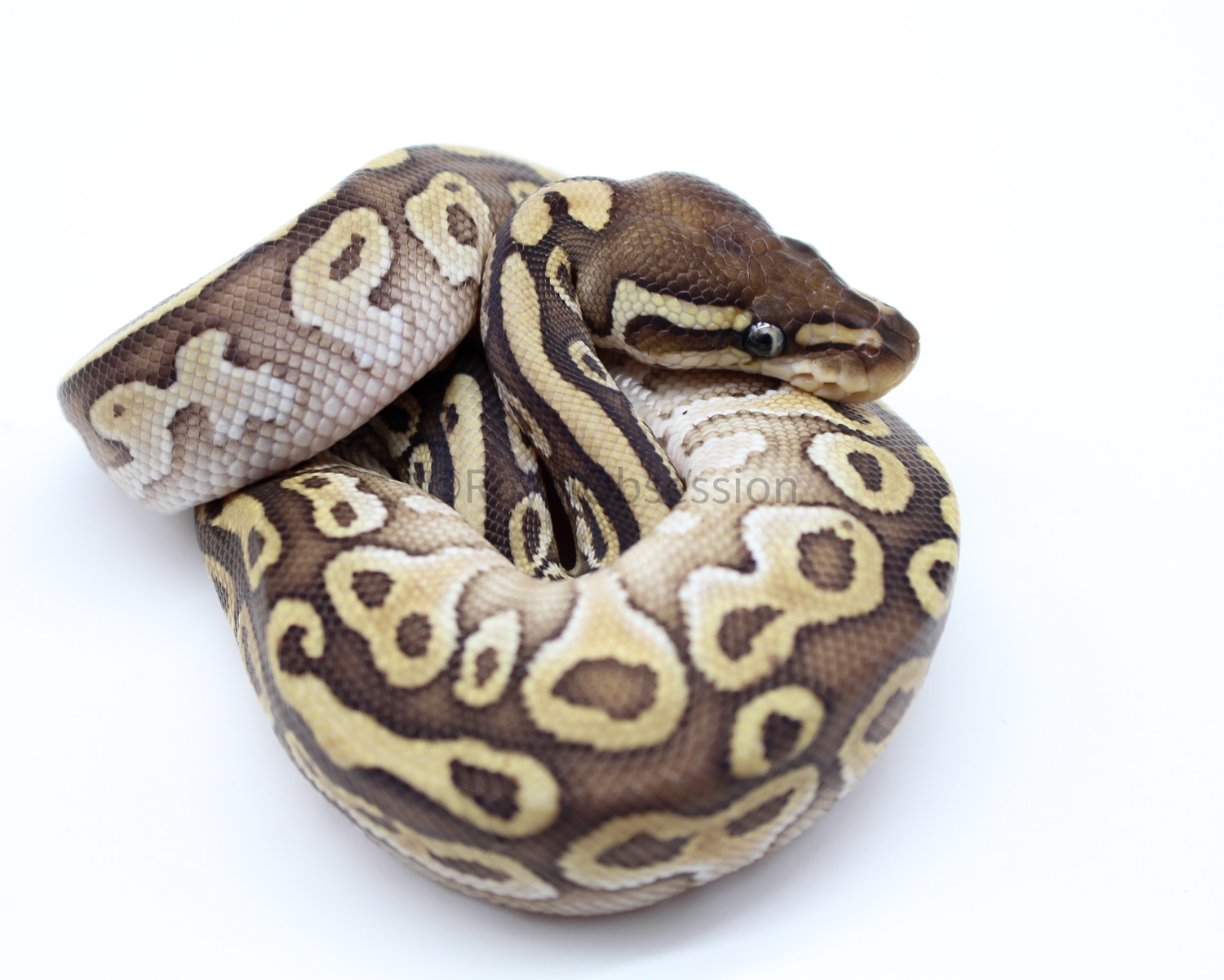 Lesser Het Pied Ball Python by Royal Obsession - MorphMarket