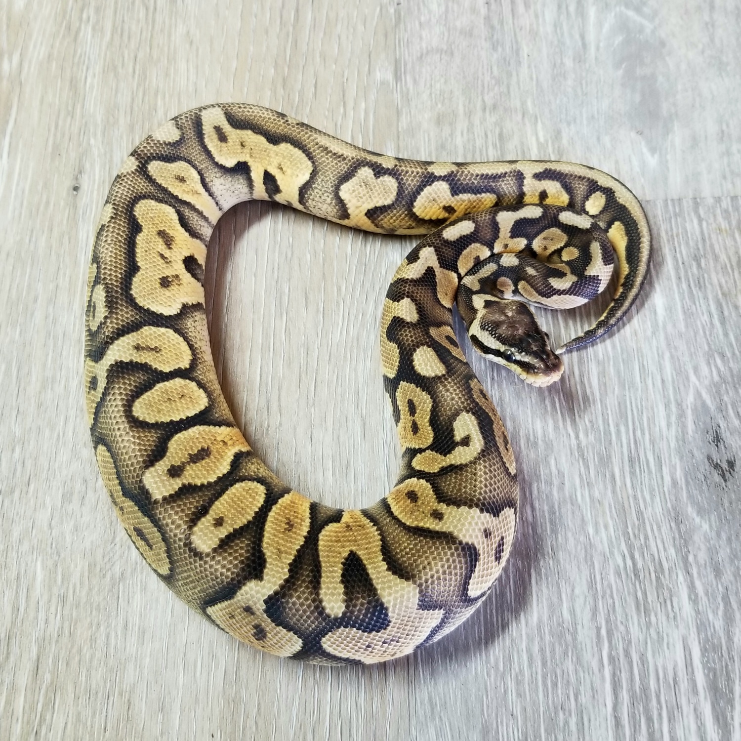 Scaleless Head Super Pastel Ball Python by Royal Obsession - MorphMarket