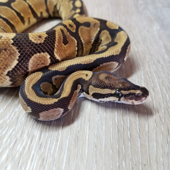 Vanilla Het Pied Ball Python by Royal Obsession