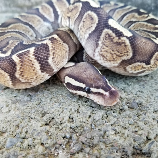 GHI Fire Ball Python by Royal Obsession