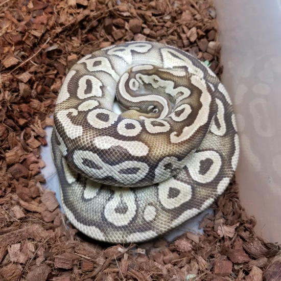 Mojave Vanilla Pastel Ball Python by Royal Obsession