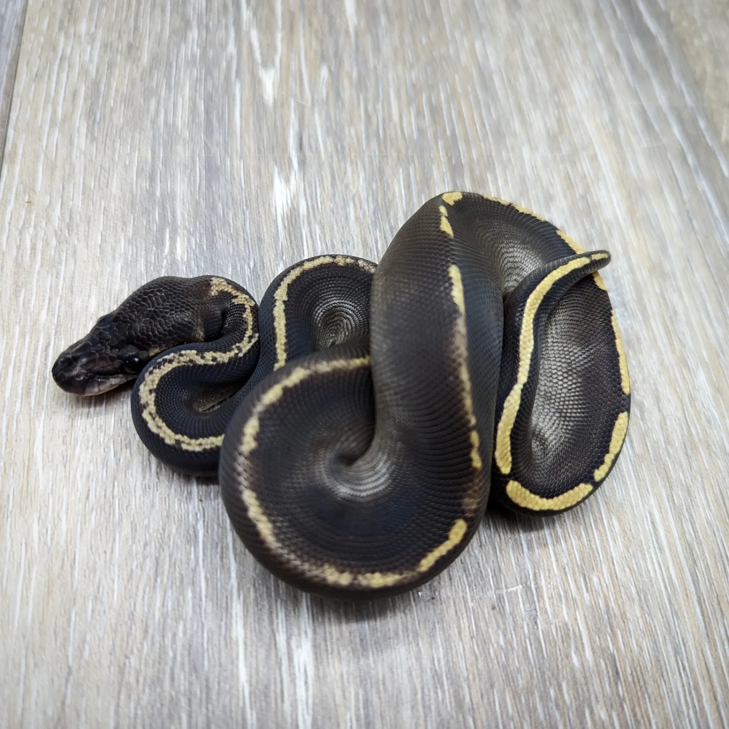 Ghi Black Head Mystic Or Mojave Ball Python by Royal Obsession ...