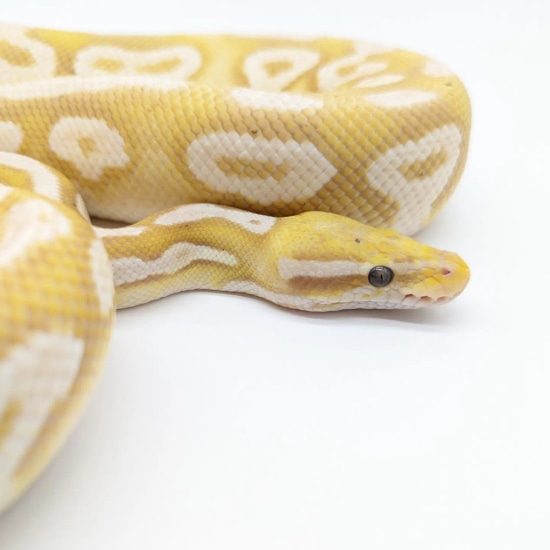 Ultramel Banana Mojave Pastel Ball Python by Royal Obsession
