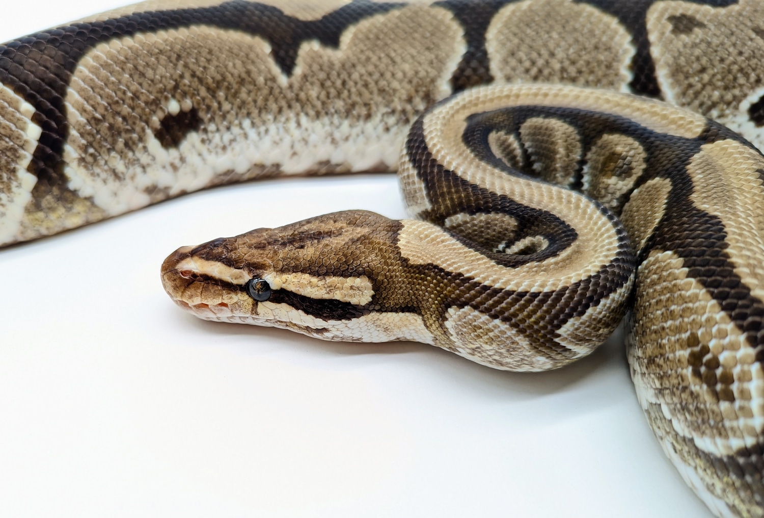 Fire Ball Python by Royal Obsession - MorphMarket