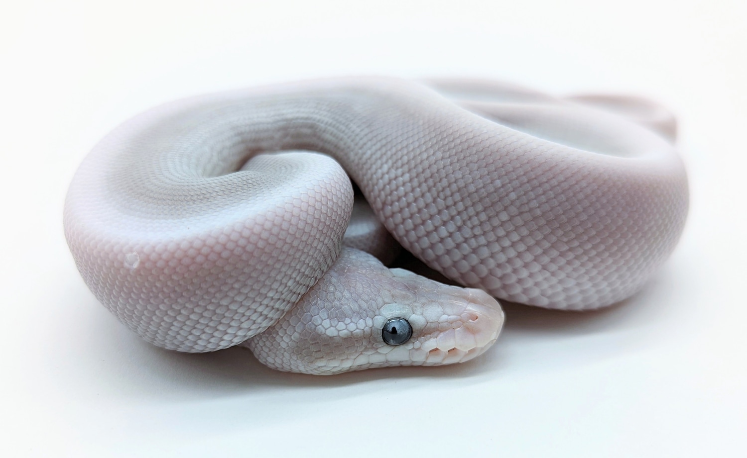 Mystic Potion Ghi Possible Pastel Ball Python by Royal Obsession ...