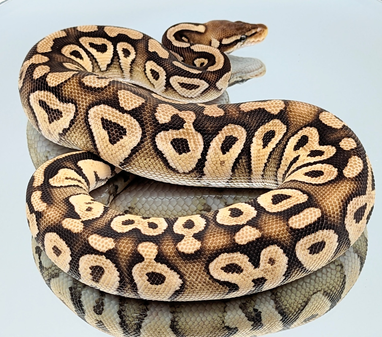 Mojave Pastel 100% Het Ultramel Ball Python by Royal Obsession ...