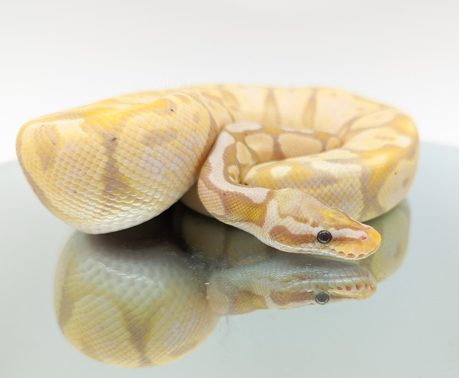 Super Pastel Banana Het Ultramel Ball Python by Royal Obsession ...