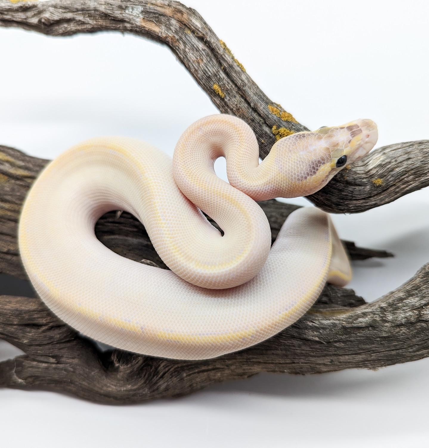 Ivory Possible Enchi And\or Fire Ball Python by Royal Obsession ...