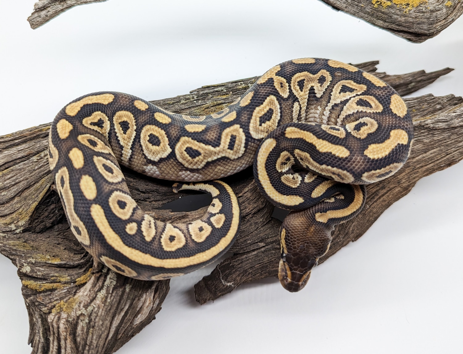 Mojave Ball Python by Royal Obsession - MorphMarket