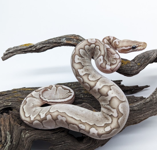 Bamboo Possible Vanilla Or Pastel Ball Python by Royal Obsession