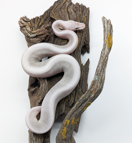 Mystic Potion Possible GHI And Pastel Ball Python by Royal Obsession