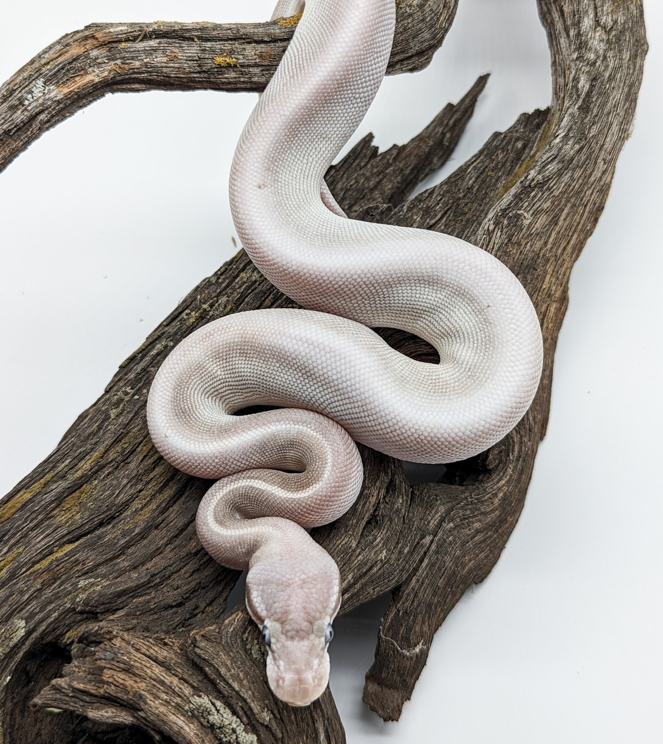 Mystic Potion Possible Ghi And Or Pastel Ball Python by Royal Obsession ...