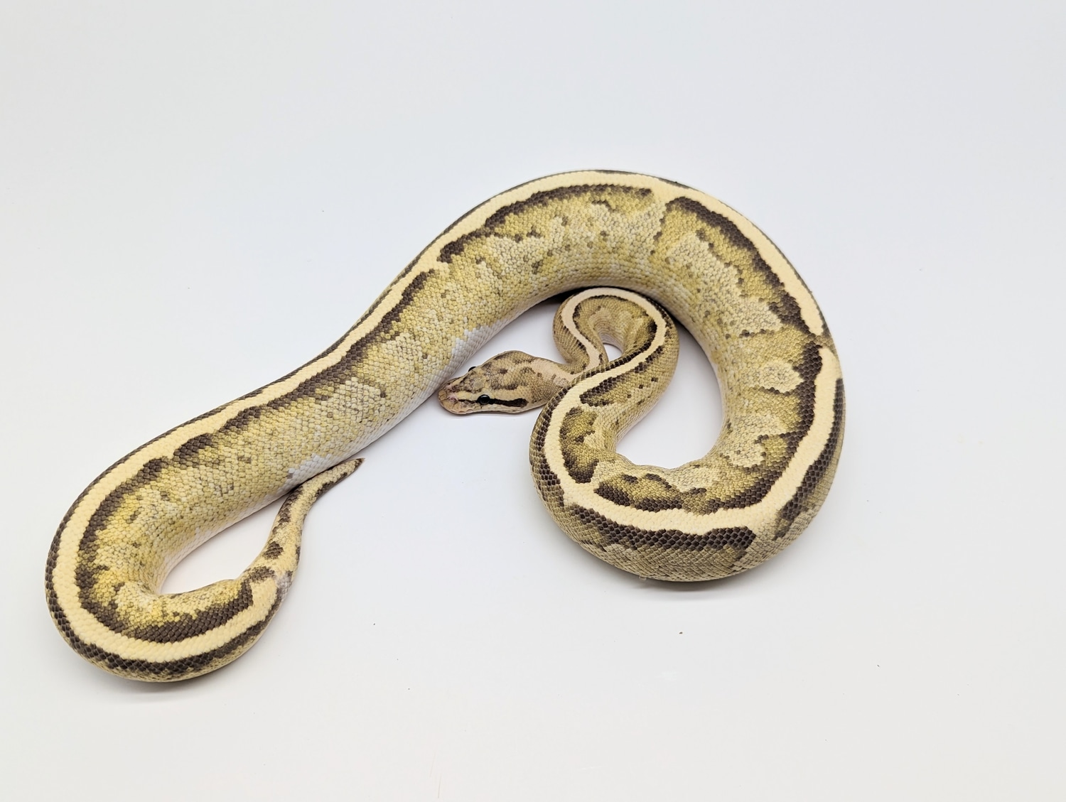 Disco Inferno Ball Python by Royal Obsession - MorphMarket