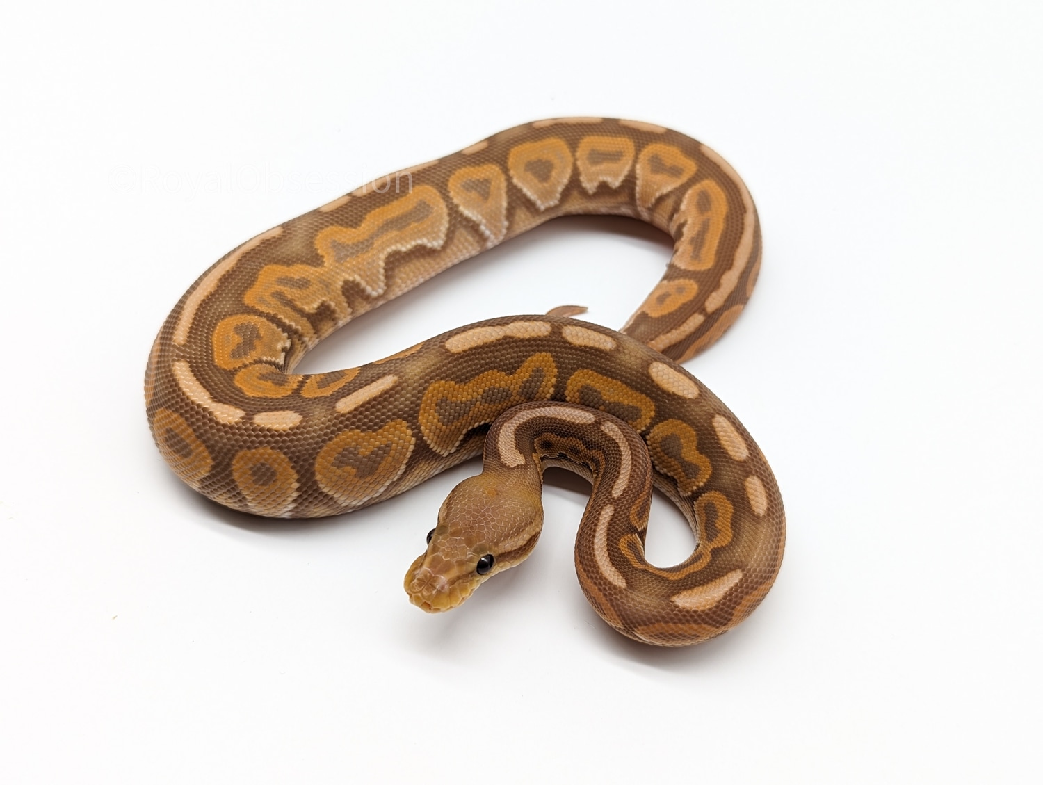 Cinnamon Ultramel Ball Python by Royal Obsession - MorphMarket