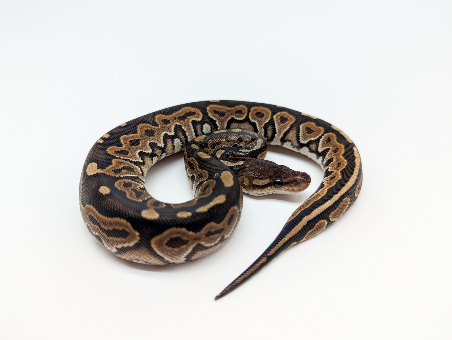 Cinnamon 100% Het Ultramel Ball Python by Royal Obsession - MorphMarket