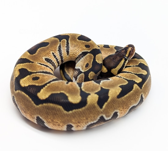 Enchi 100% Het Ultramel Ball Python by Royal Obsession