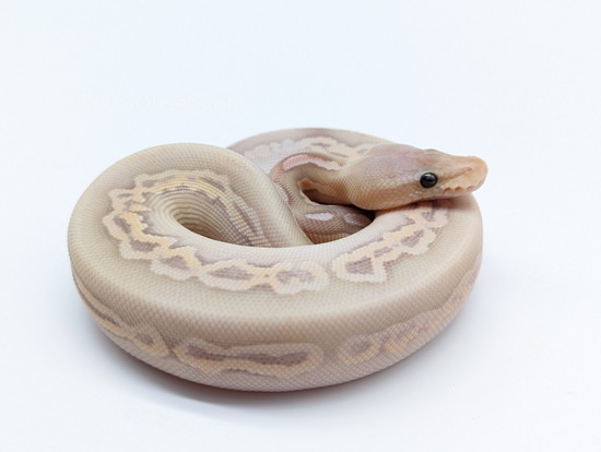Banana Cinnamon Mojave Pastel Het Ultramel Ball Python by Royal Obsession