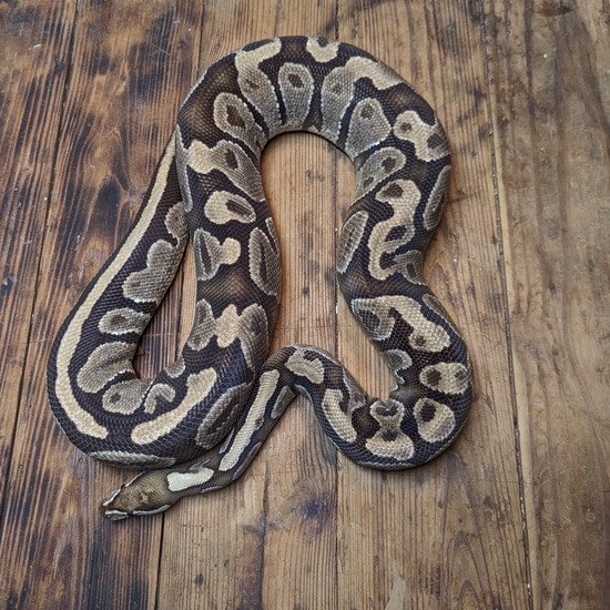 Fire Proven Breeder Ball Python by Royal Obsession