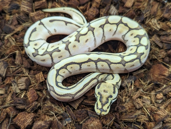 Lesser Spider Ball Python by Royal Obsession