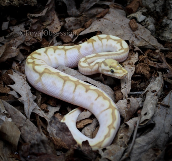 Banana Spider Lesser Calico Ball Python by Royal Obsession