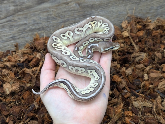 Pewter Ball Python by Royal Obsession