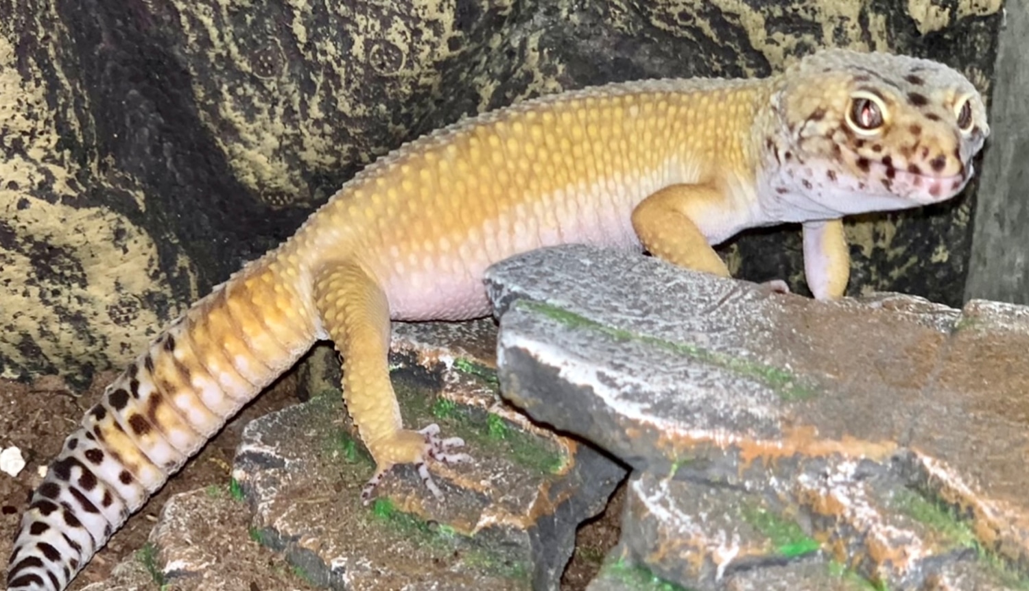 Hypo Tangerine Carrot Tail Leopard Gecko by TK Reptiles - MorphMarket