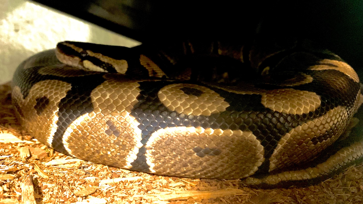 Het Piebald Ball Python by TK Reptiles - MorphMarket