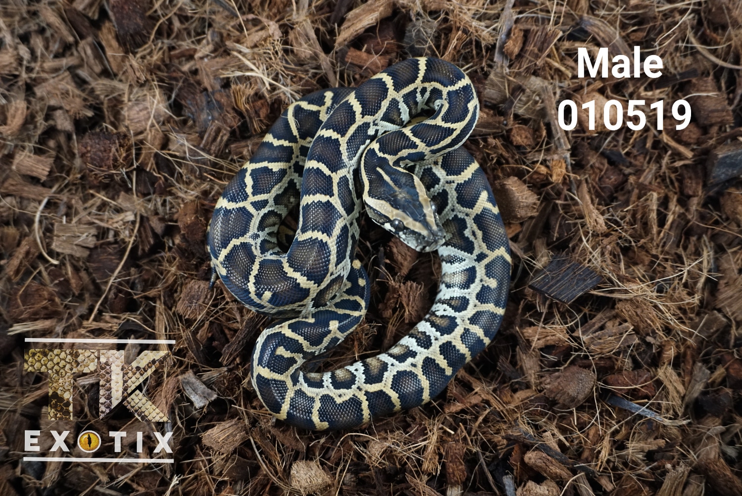 Normal 66% Possible Het Caramel Burmese Python by TK Exotix - MorphMarket