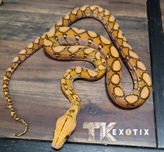 Indo Caramel Reticulated Python by TK Exotix