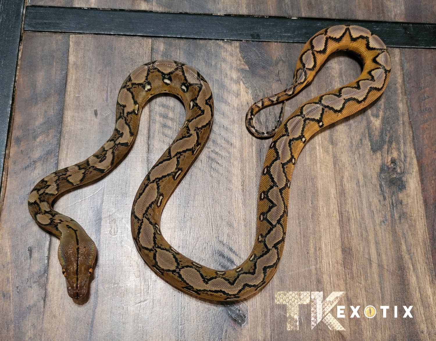 Sunfire 100% Het Renick Ghost Reticulated Python by TK Exotix - MorphMarket