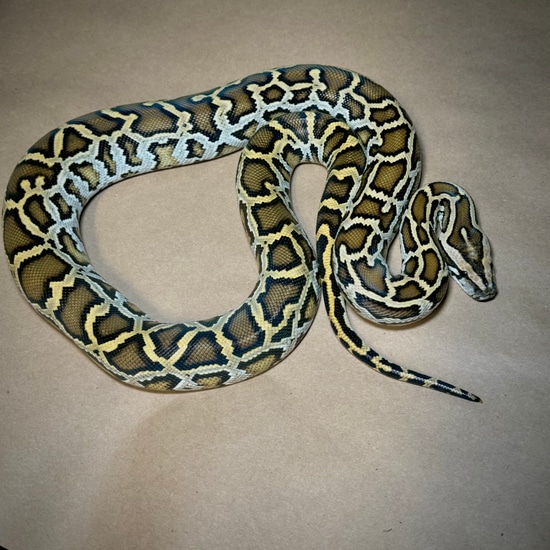 DH Caramel Champagne Pair Burmese Python by TK Exotix