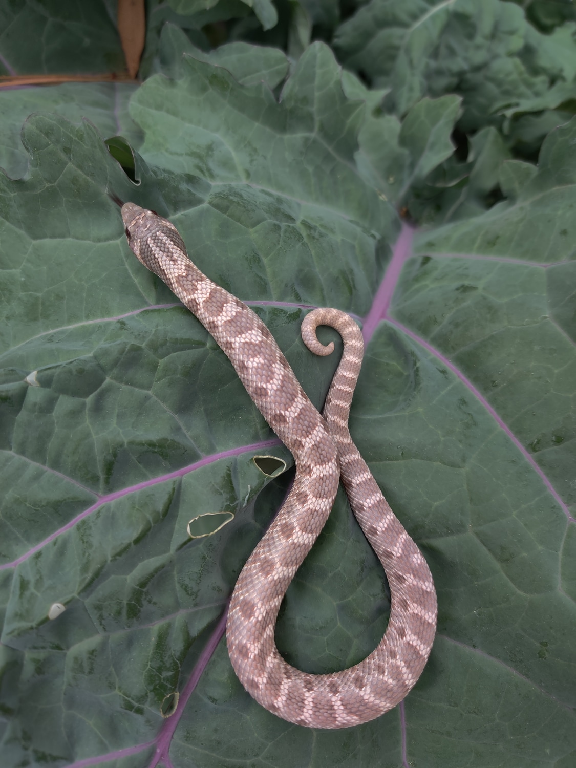 Lavender 50% Pos Het Albino Western Hognose by Cretaceous Creatures ...