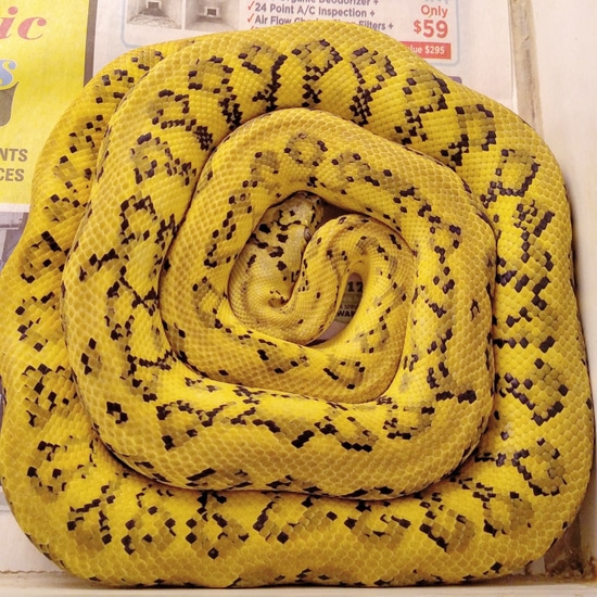 Proven Super Caramel Ocelot Jaguar Other Carpet Python by Cretaceous ...