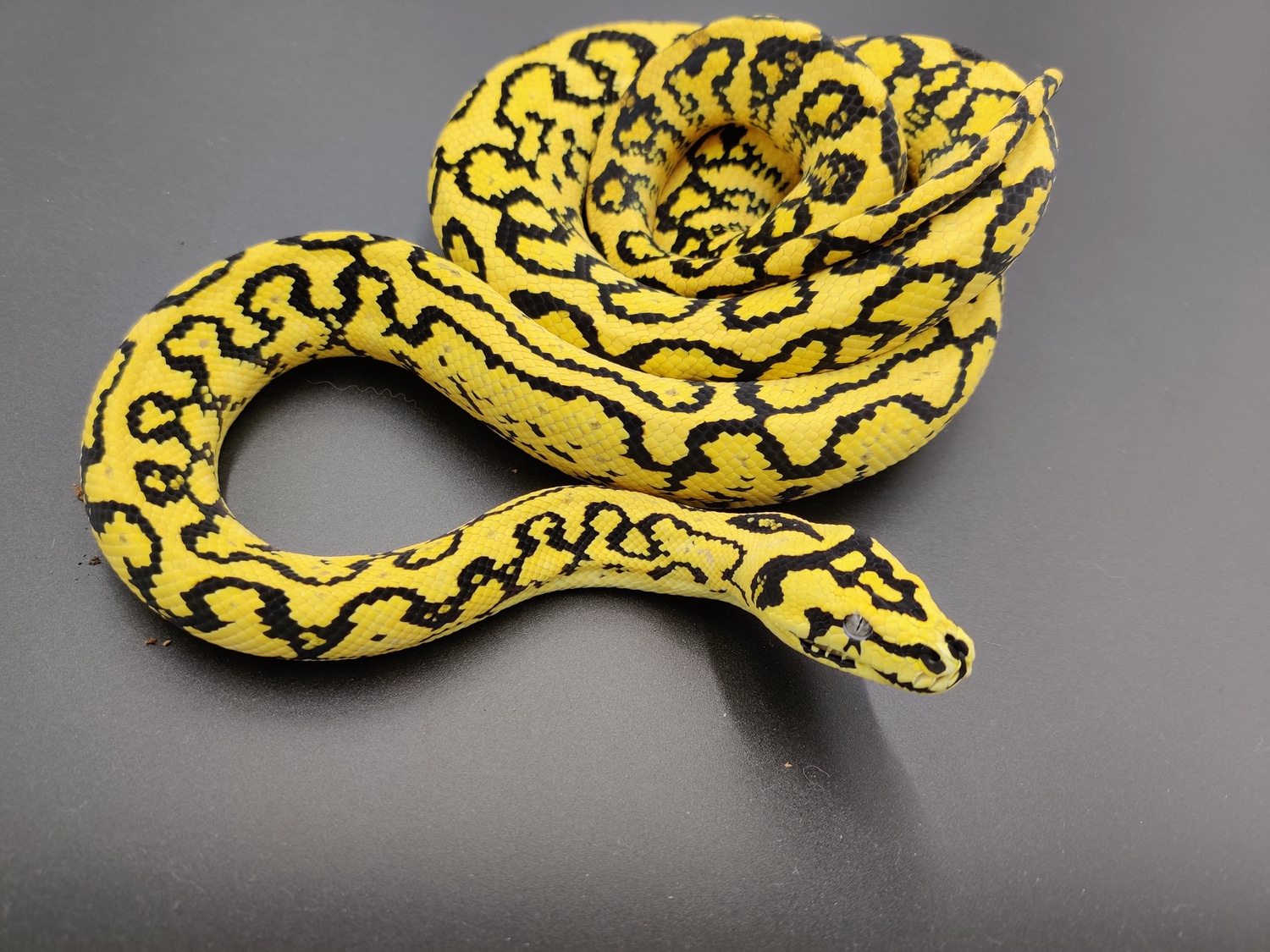 Chaos - Neon Line Ocelot Other Carpet Python by Cretaceous Creatures ...