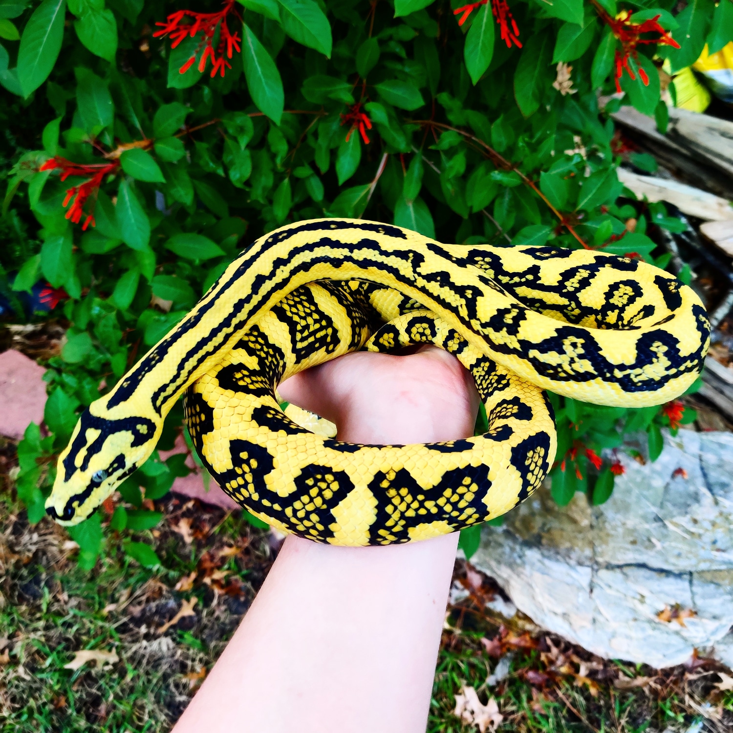Stormy - Jaguar Jungle Carpet Python by Cretaceous Creatures - MorphMarket