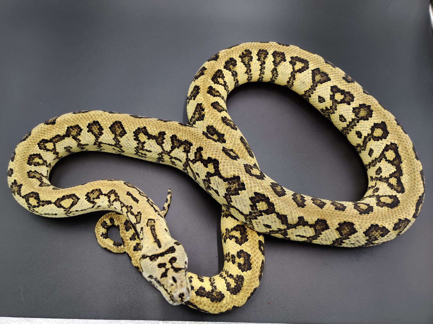 Poss Caramel Ocelot Jaguar Other Carpet Python by Cretaceous Creatures ...
