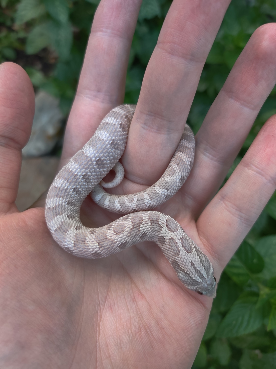Lavender 50% Pos Het Albino Western Hognose by Cretaceous Creatures ...