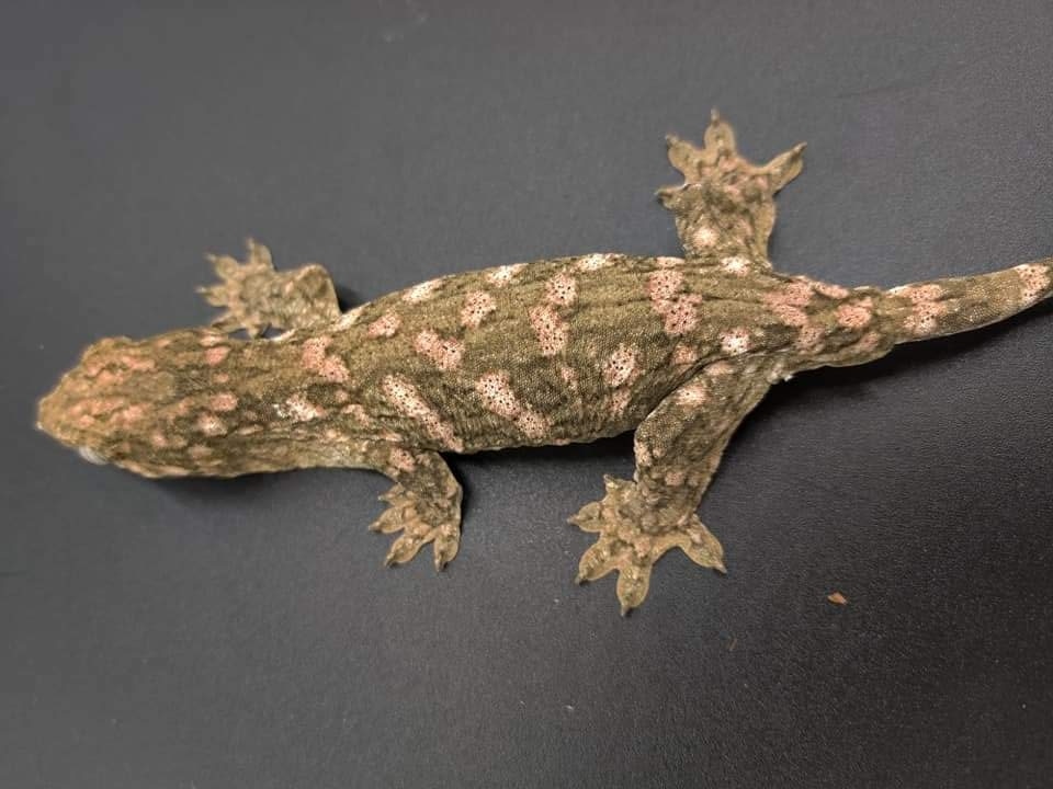 Nuu Ana X GTX Leachianus Gecko by Cretaceous Creatures - MorphMarket