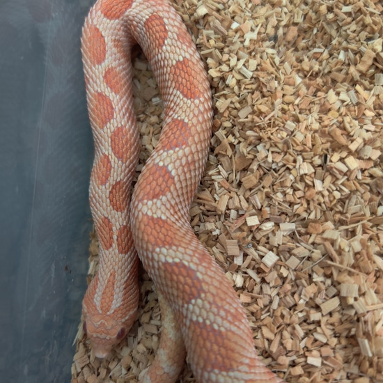 Extreme Red Arctic Albino Conda POS Het Lav Western Hognose by ...
