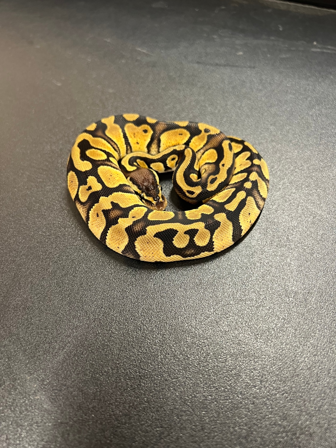 Pastel OD Pos Het Pie/albino Ball Python by Pirate Pythons - MorphMarket