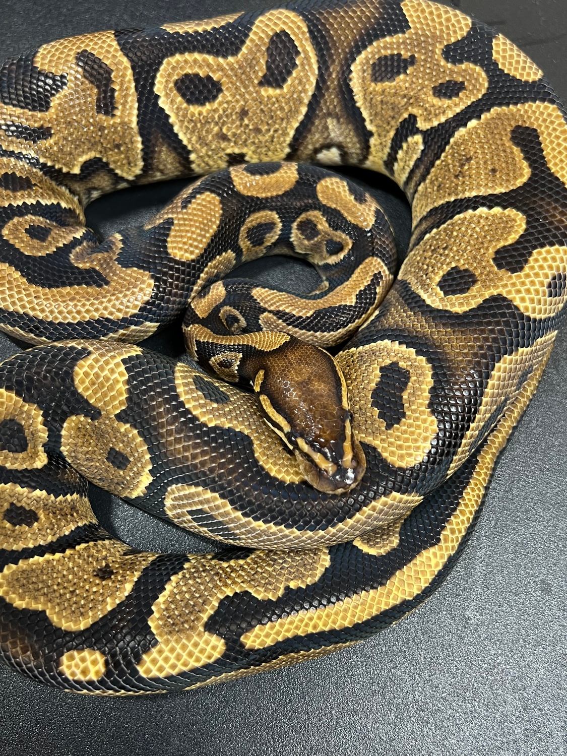 Yellow Belly Ball Python by Pirate Pythons - MorphMarket
